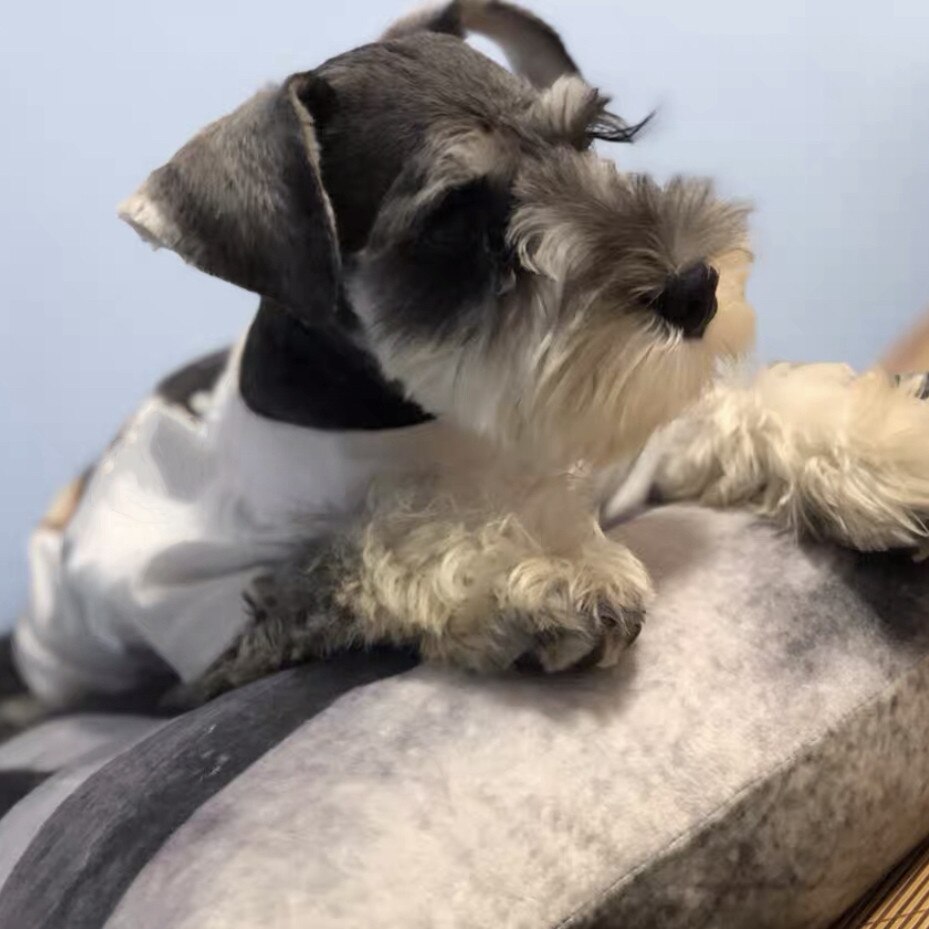 Schnauzer Summer T-shirt Teddy Vest Pet Clothes Sm... – Grandado