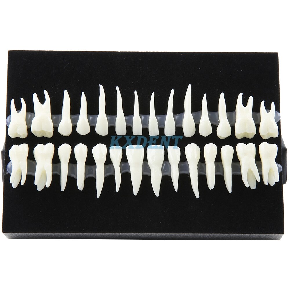 28 Full Mouth Tooth Model Dental Oral Monochrome P... – Grandado