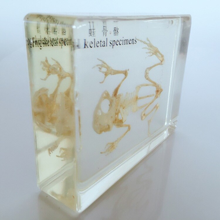 Frog Skeleton Embedded Specimen Resin Real Frog Bo... – Grandado