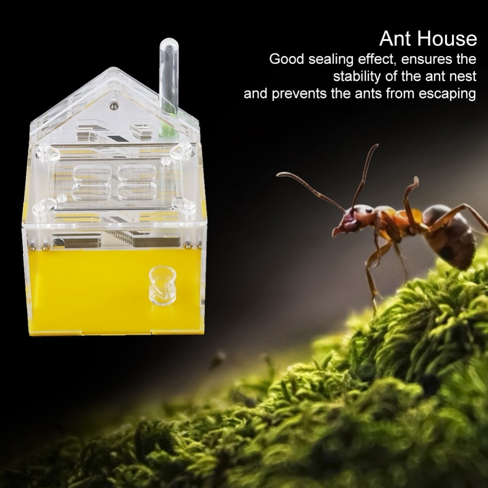 DIY with feeding area Ant Farm with Feeding Ant Ne... – Vicedeal