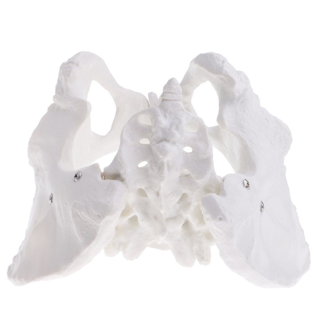 1: 1 Human Female Basin Skeleton with Coccyx Sacru... – Grandado
