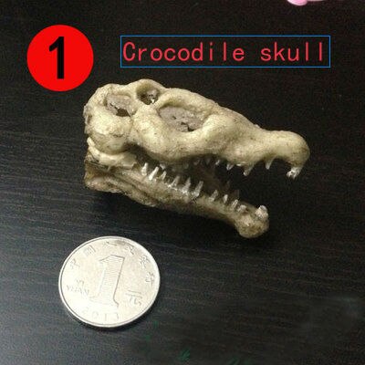 (buy three get one) all kinds of skulls, reptiles,... – Grandado