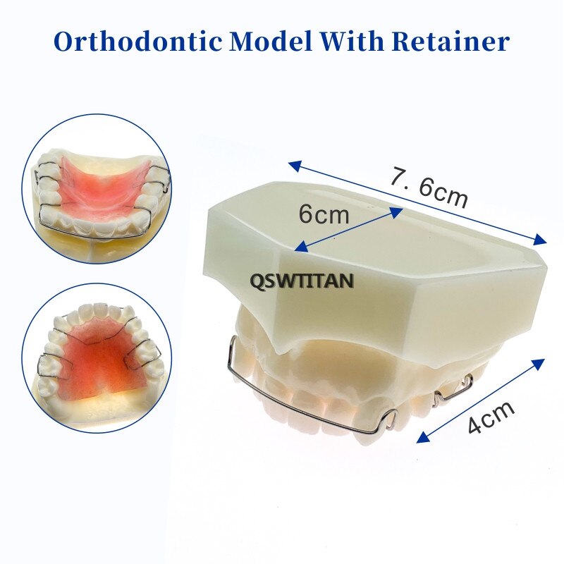 Retainer Demo Model Bovenkaak Retainer Tand Model ... – Grandado