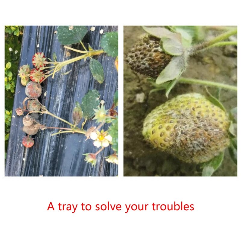 Strawberry Stand Frame Garden Fruit Plant Cage Cra... – Grandado