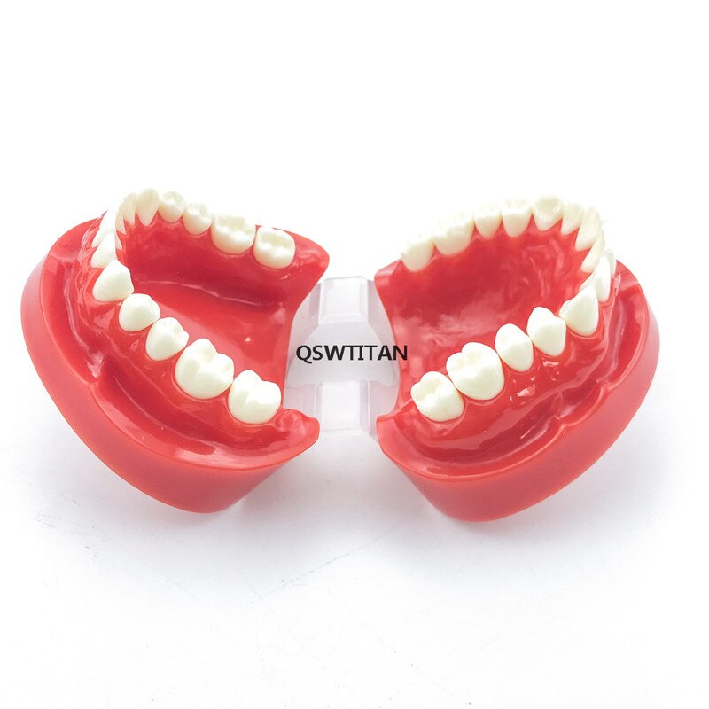 Teach Teeth-modelo de dientes para adulto, tamaño ... – Grandado