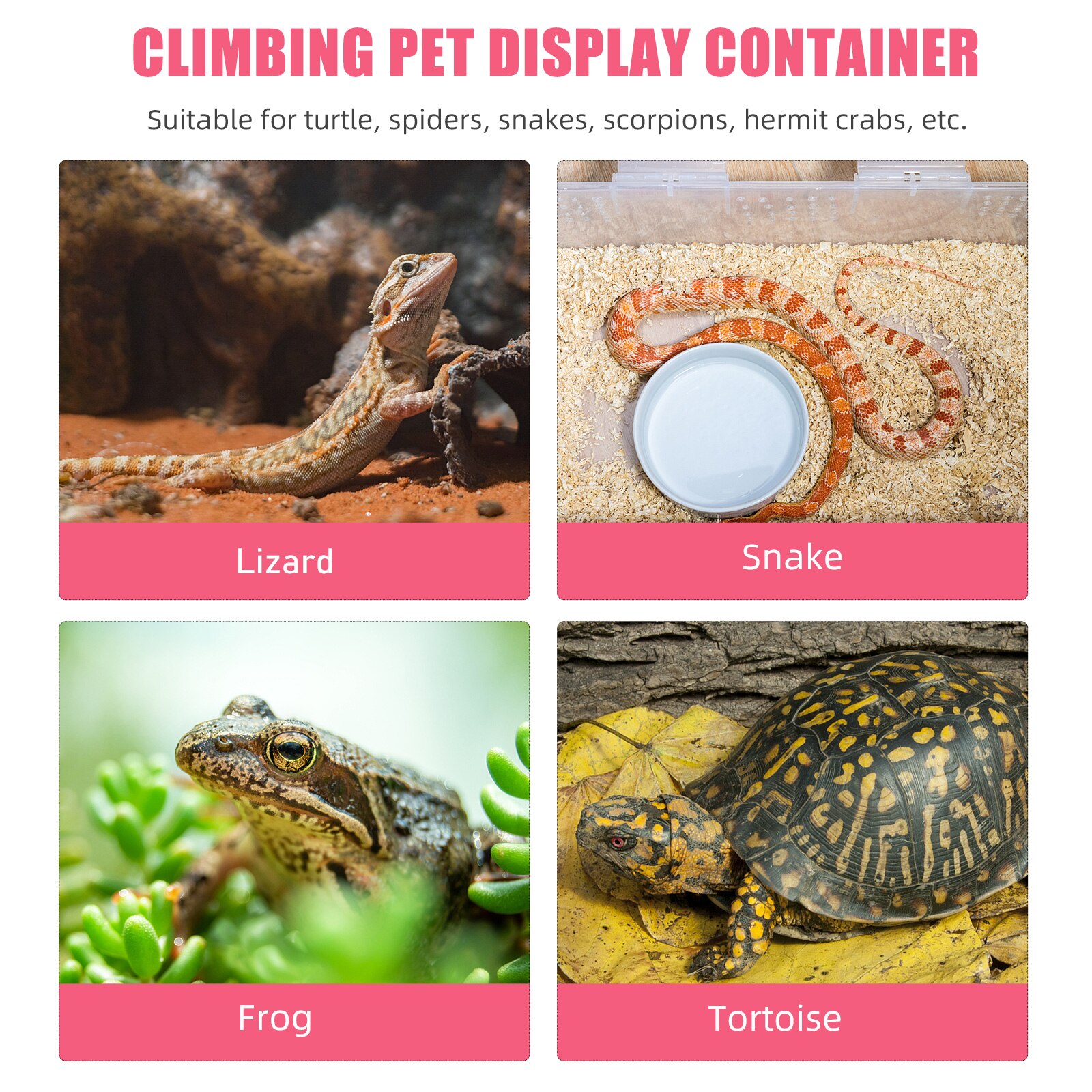 1pc Reptile Feeding Box Practical Snake Hatching C... – Grandado