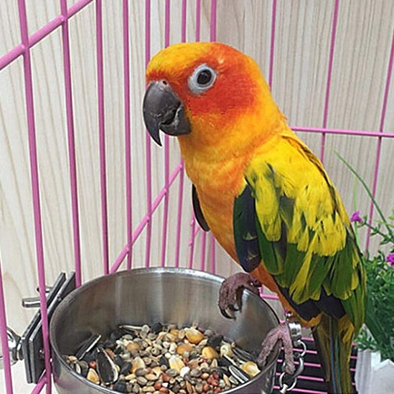 Parrot Feeding Cup Bird Food Dish Stainless Steel ... – Grandado