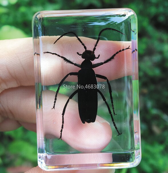 1piece Daphne Genkwa Specimen Grasshopper In Clear... – Grandado
