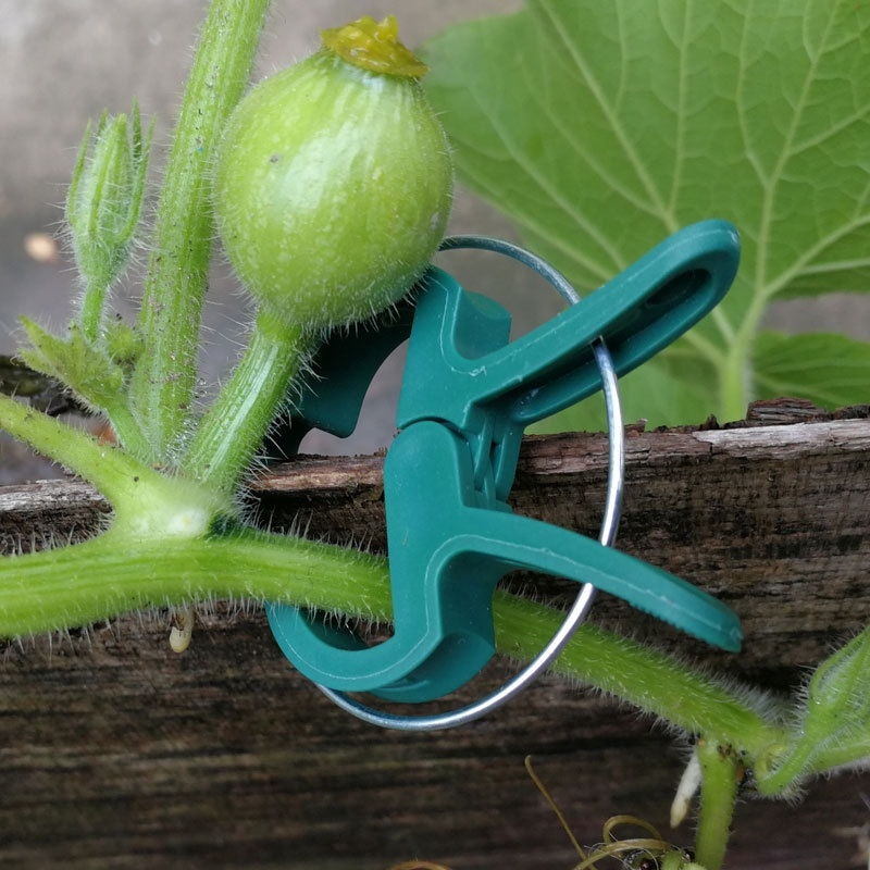 20pcs Reusable Green Garden Plant Fixed Clips for ... – Vicedeal