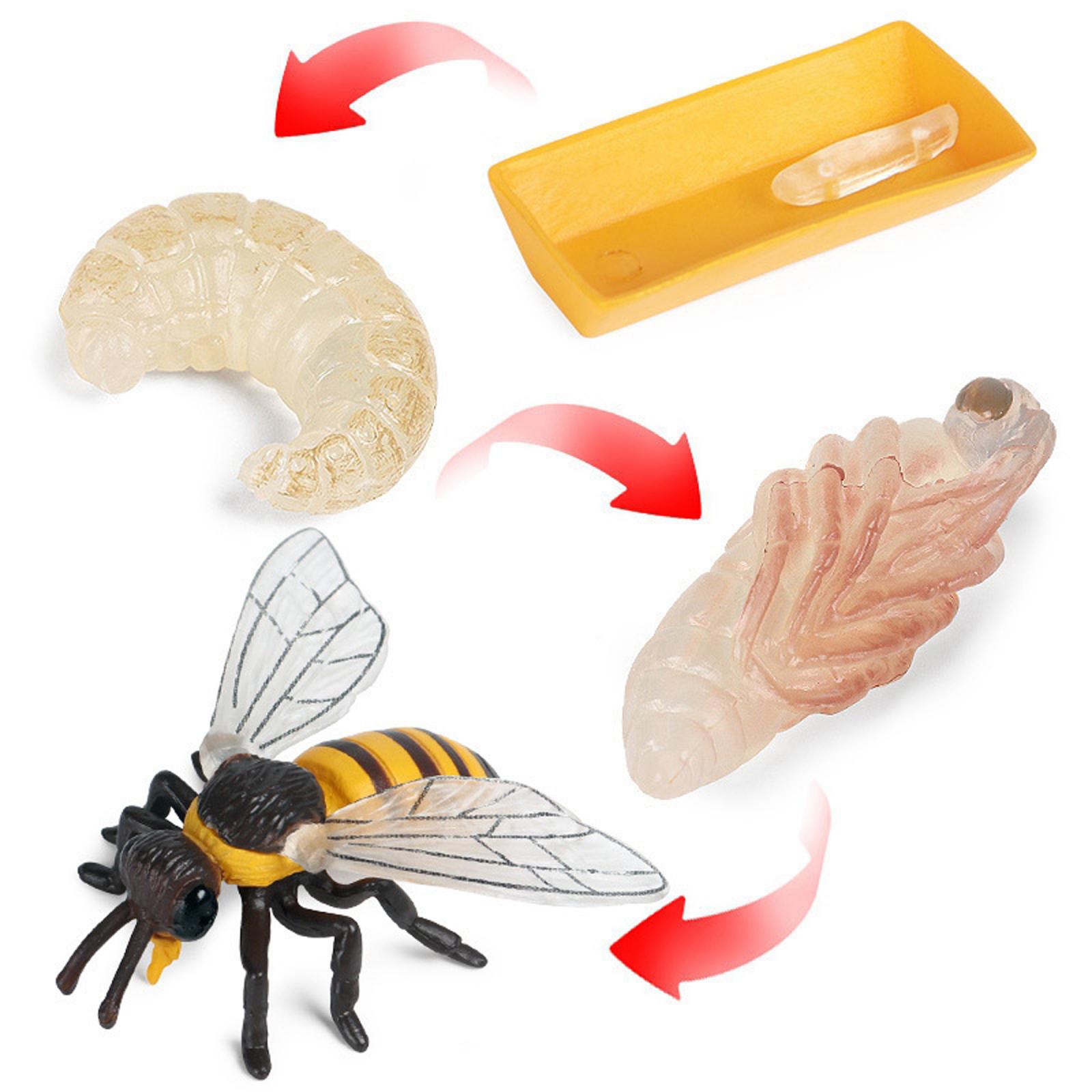 Life Cycle of a Bee, Nature Insects Life Cycles Gr... – Vicedeal