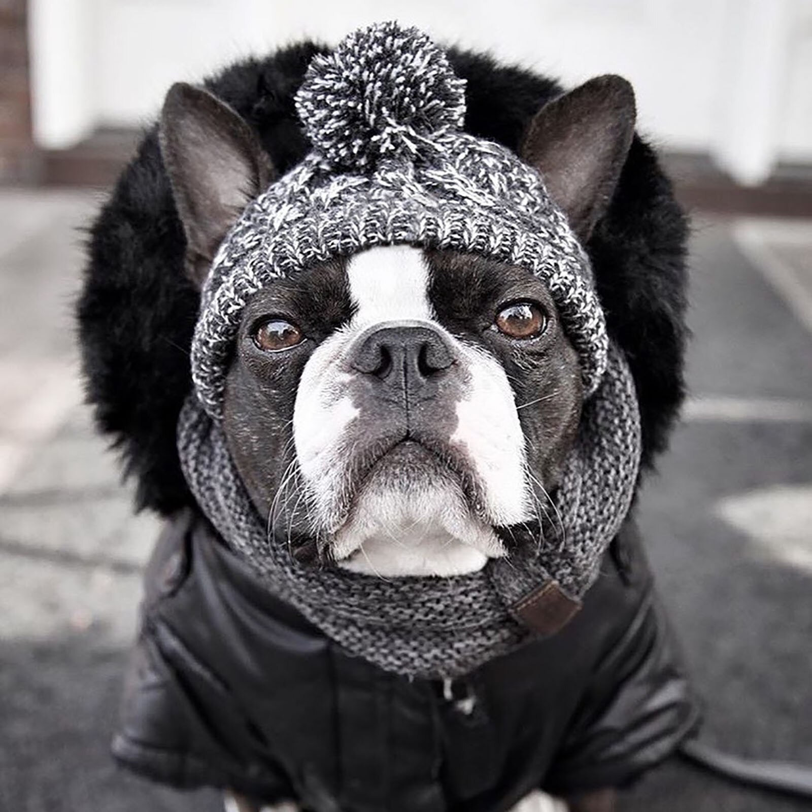 40#Winter Dog Caps Hat Keep Warm Their Heads Warm ... – Vicedeal