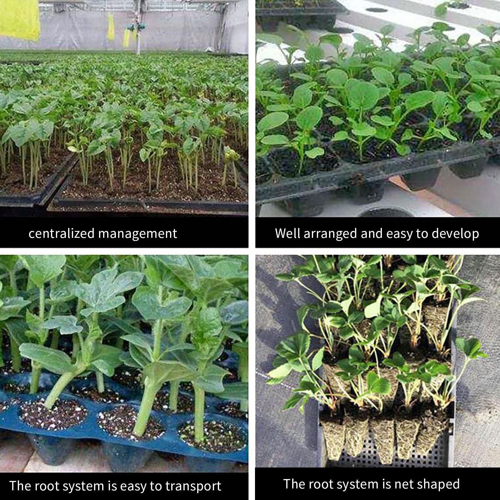 200 Cells Seedling Traysextra Strength Seed Germin... – Grandado