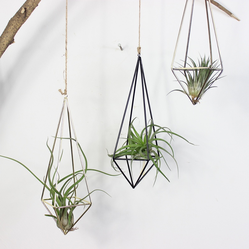 Leuke Opknoping Tillandsia Lucht Planten Rack Meta... – Grandado