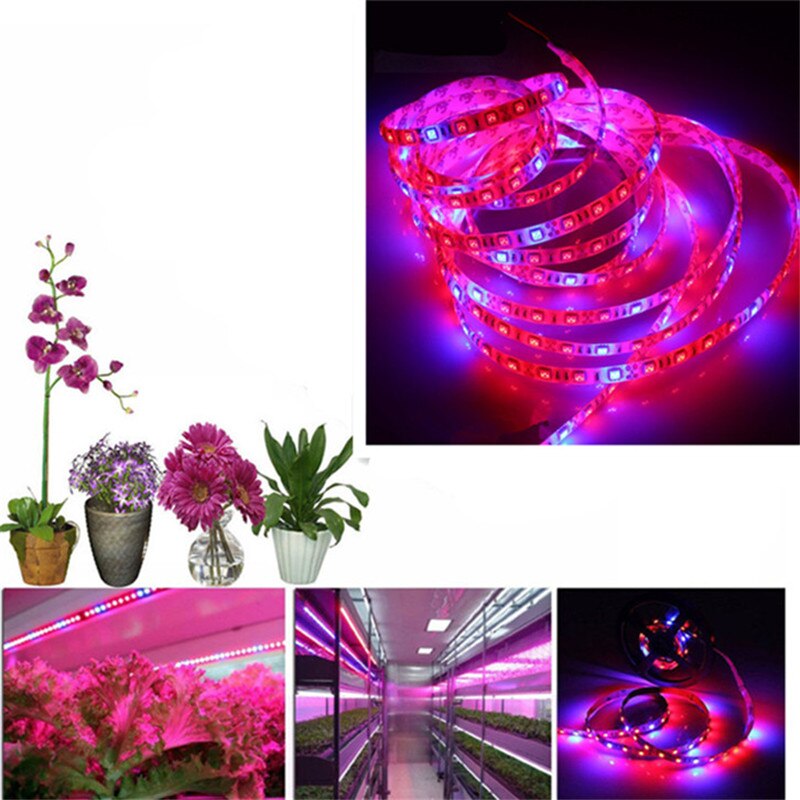 1M 5M LED Phyto lampes LED à spectre complet bande... – Grandado