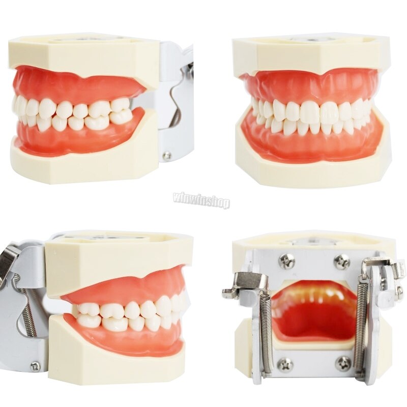 Dental Teaching Model Teeth model gum Standard Mod... – Vicedeal