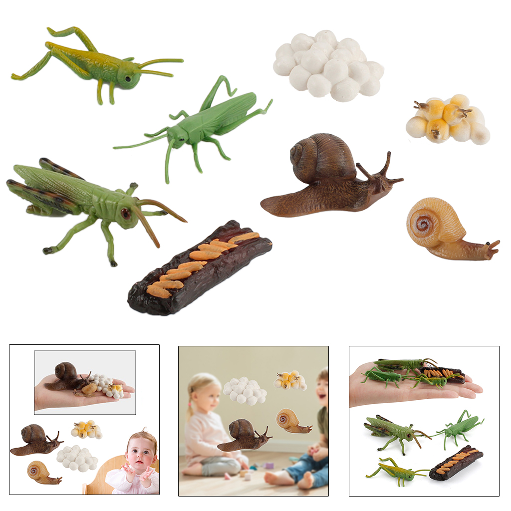 Grasshopper / Snail Insects Growth Life Cycle Mode... – Vicedeal