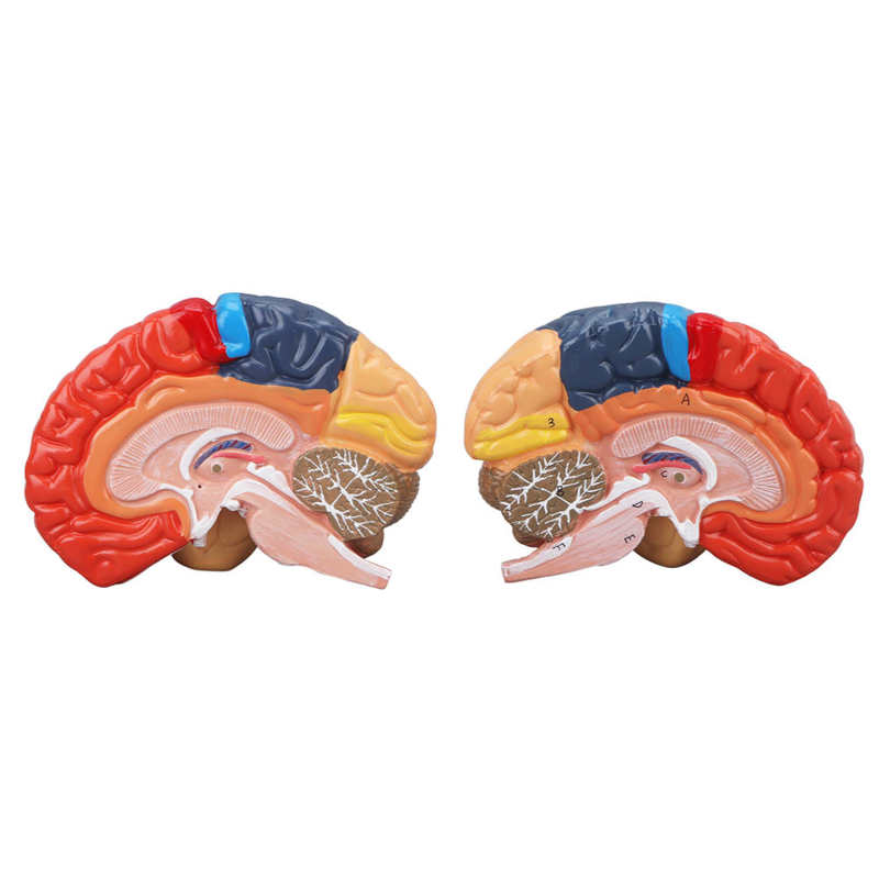 Human Brain Anatomisch Model Anatomisch Brain Gemo... – Grandado