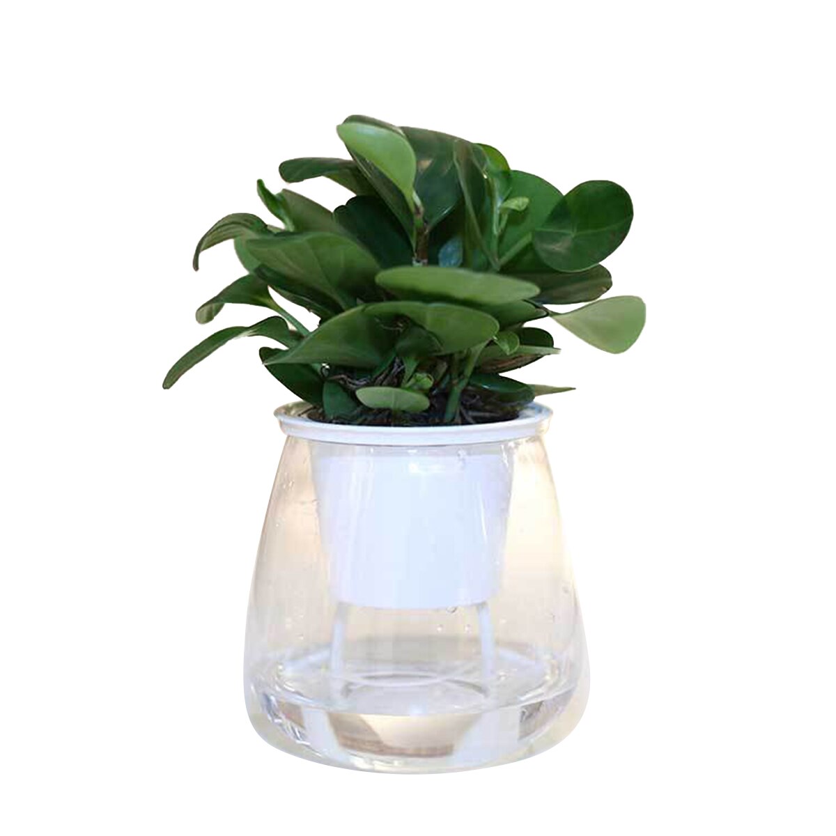 Automatic Watering Flowerpot, Transparent Water St... – Grandado