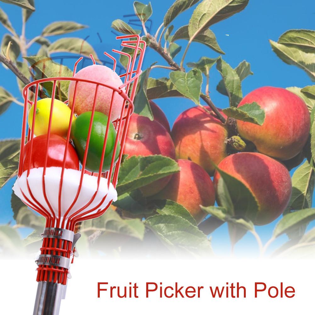 Fruit Picker Basket with Detachable Stainless Stee... – Grandado
