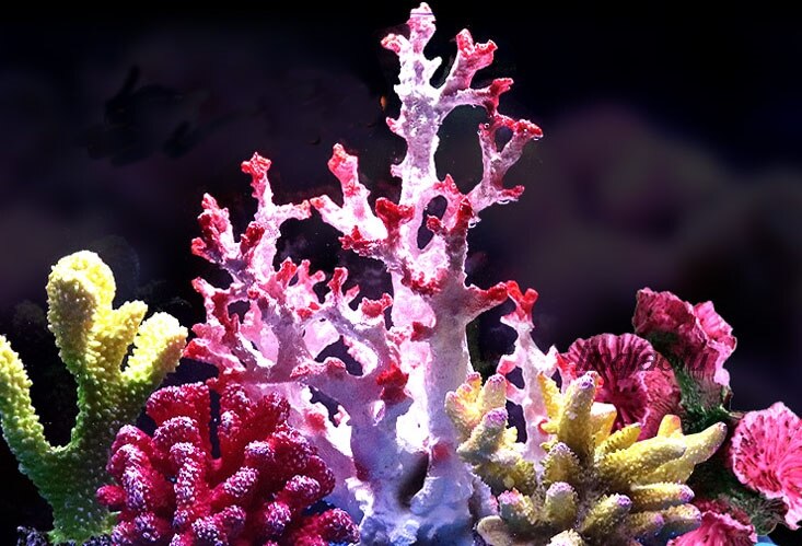 Akvarium simulering korall landskapsarkitektur akv... – Vicedeal