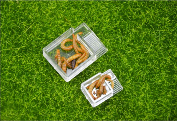 ant farm food feeder,food feeding area for ant nes... – Grandado
