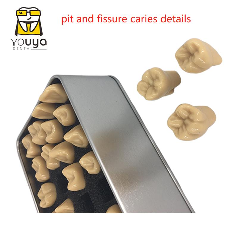 Dentist Dental Students With Tooth Structure And P... – Grandado