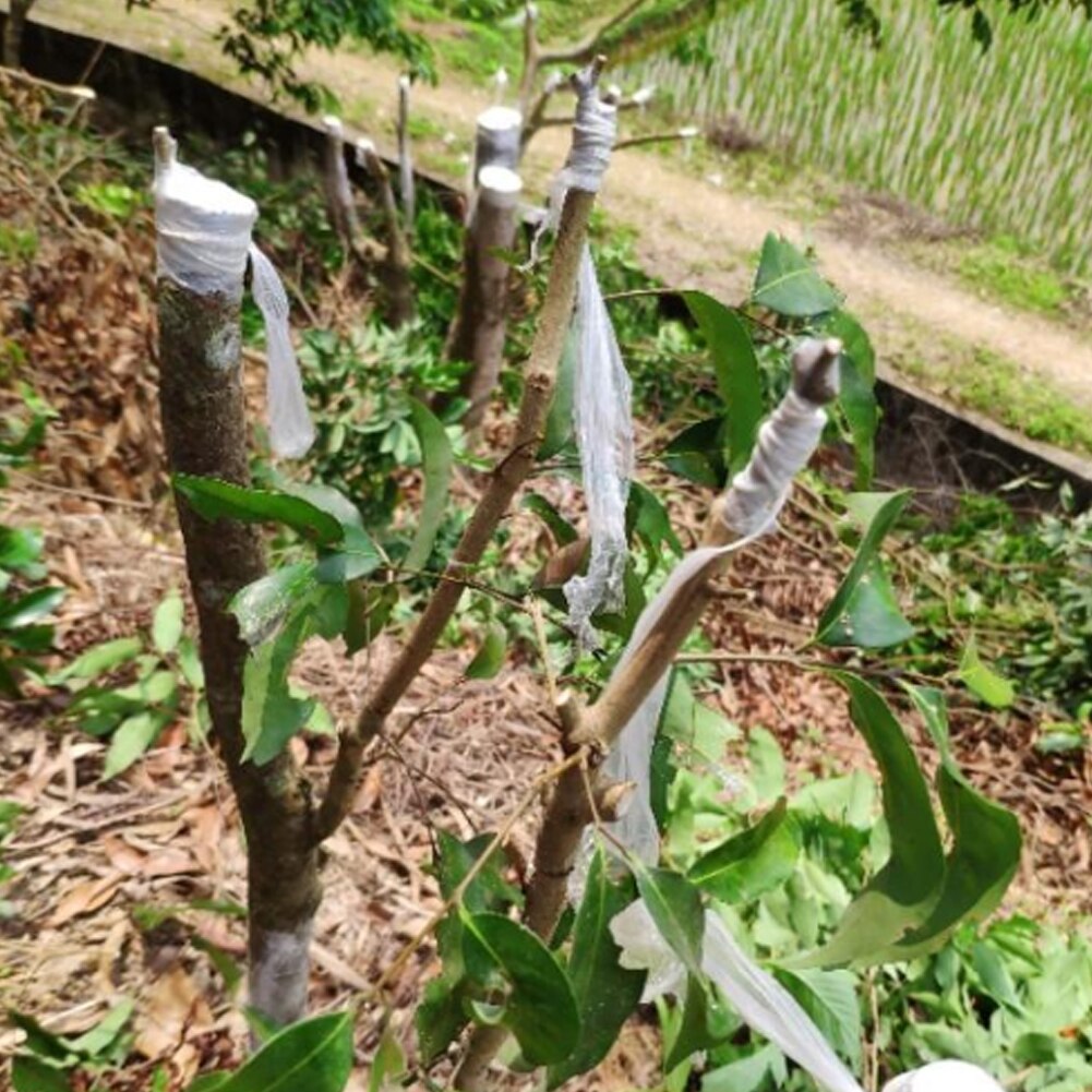 Garden Grafting Bandage Fruit Tree Seedling Bandag... – Vicedeal