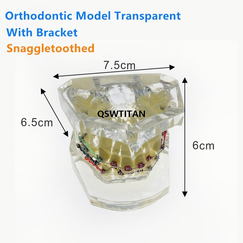 Dental Teeth Models Are Used For Teaching And Hosp... – Vicedeal