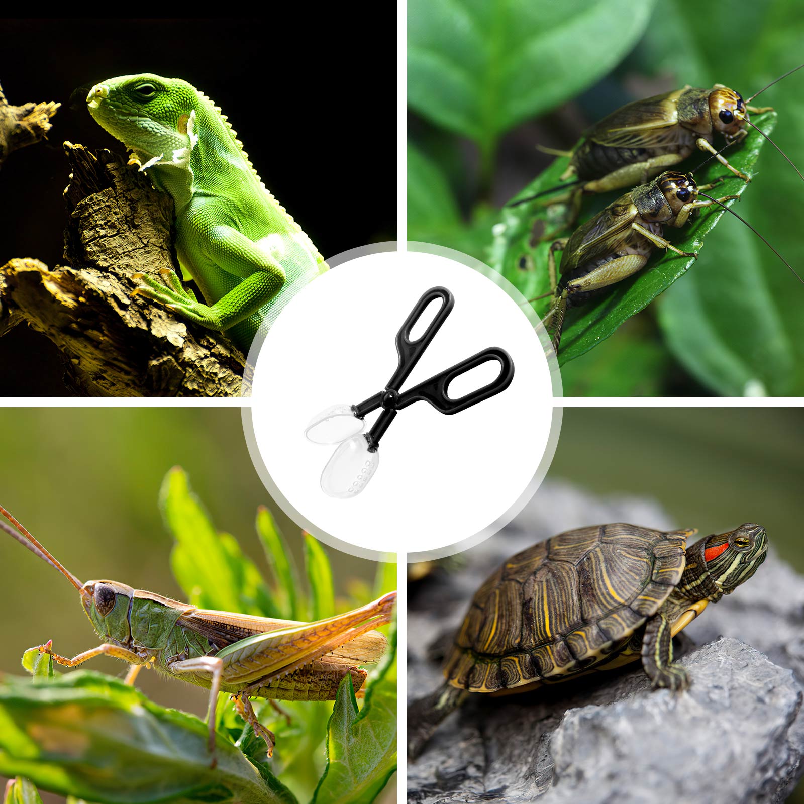 Reptile Terrarium Lizards Feeding Cleaning Clip Pl... – Grandado