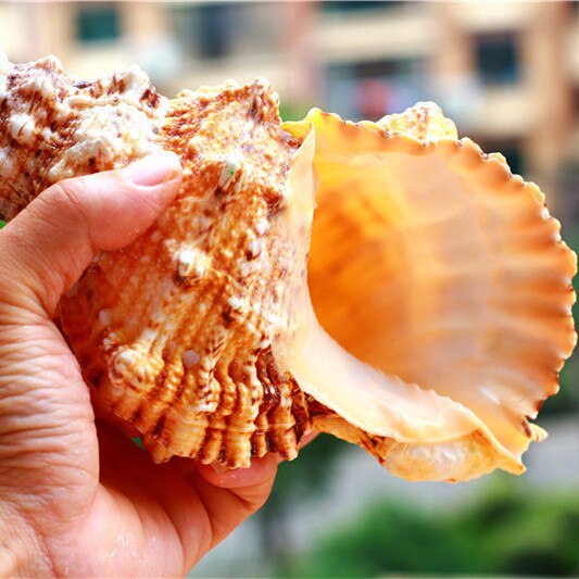 Big Conch Shell Domestic Ornaments Big Gold Mouth ... – Grandado