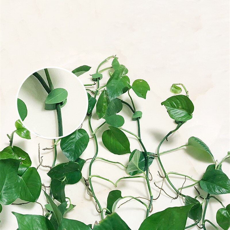 Invisible Plant Climbing Wall Fixture Rattan Vine ... – Grandado