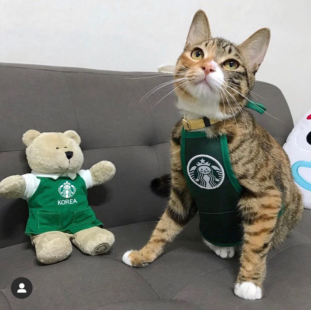 Cute star cat gram overalls pet saliva towel suita... – Grandado