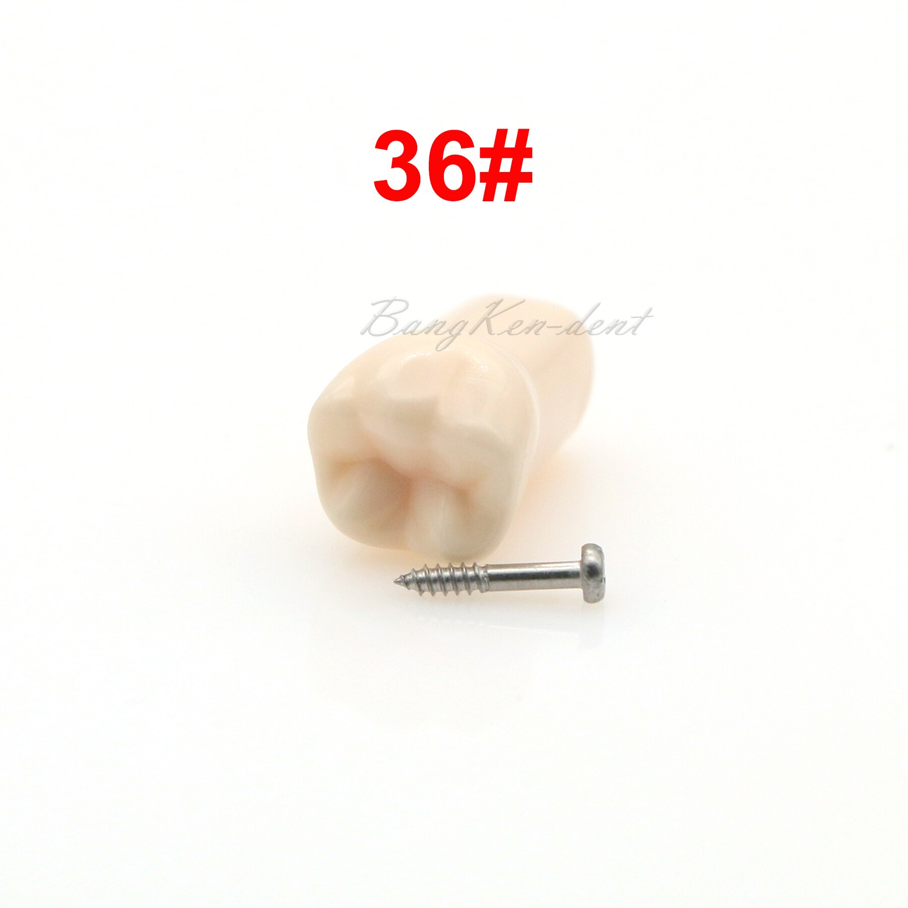 10Pcs Dental Replacement Practice Screw-in Lower L... – Grandado
