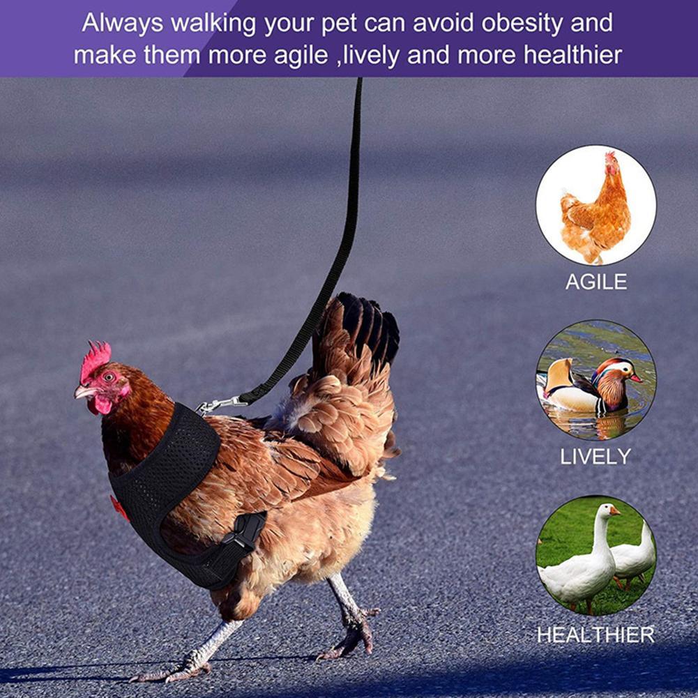 Chicken Breast Belt Walking Breast Harness Wearabl... – Grandado