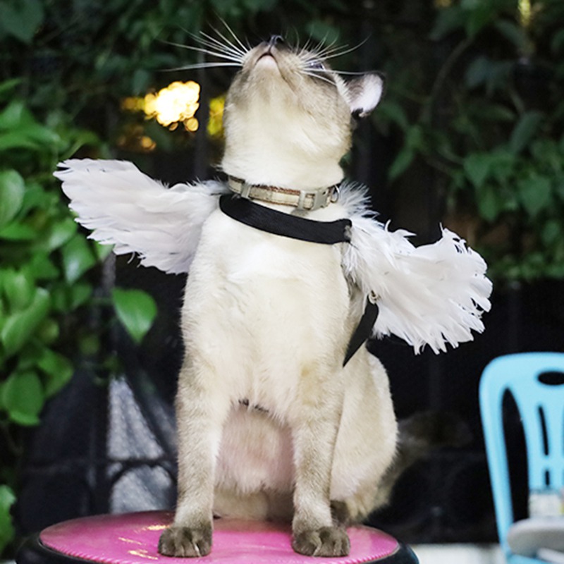 Pet Dog Cat Angel Devil Bat Wing Cosplay Prop Hall... – Grandado
