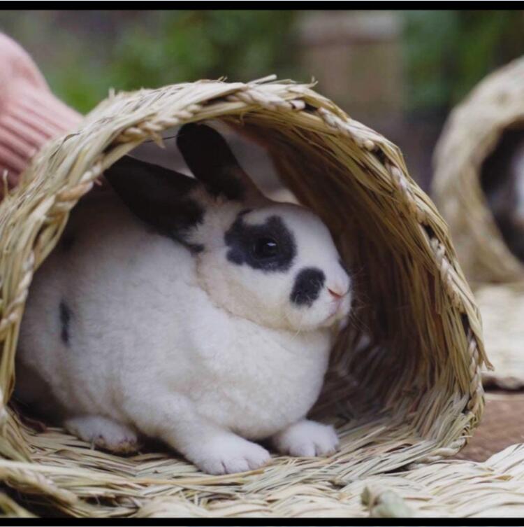 Liten naturlig tang kjæledyr kanin hamster guinea ... – Grandado
