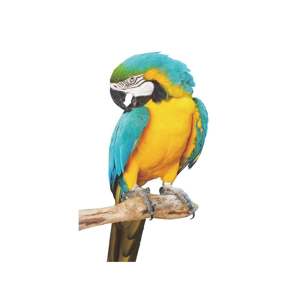 Style Blue-yellow Parrot Wall Sticker Bedroom Livi... – Vicedeal