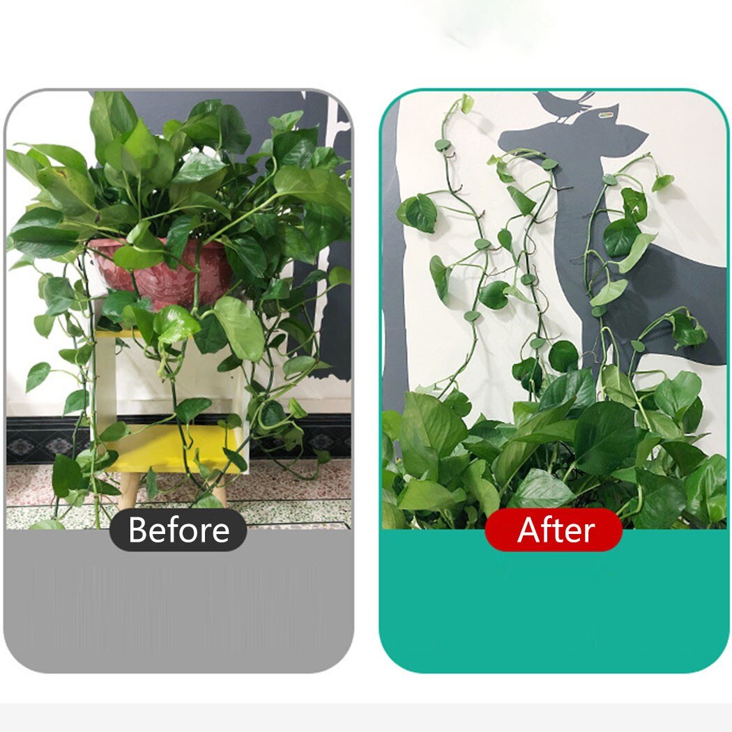 Transparent Vines Fixtures Vines Fixing Clip Wall ... – Vicedeal
