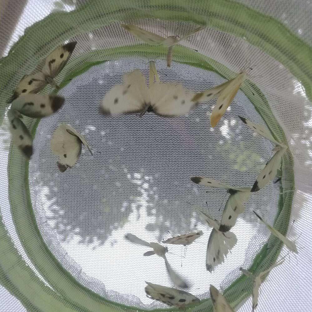 Insect Mesh Vangen Kooi Habitat Vlinder Kooi Netto... – Grandado