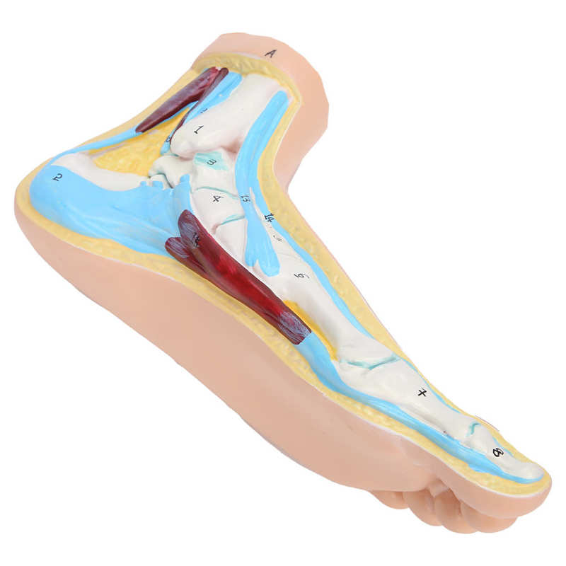 Foot Model Human Foot Palm Muscle Model Arch Foot ... – Vicedeal