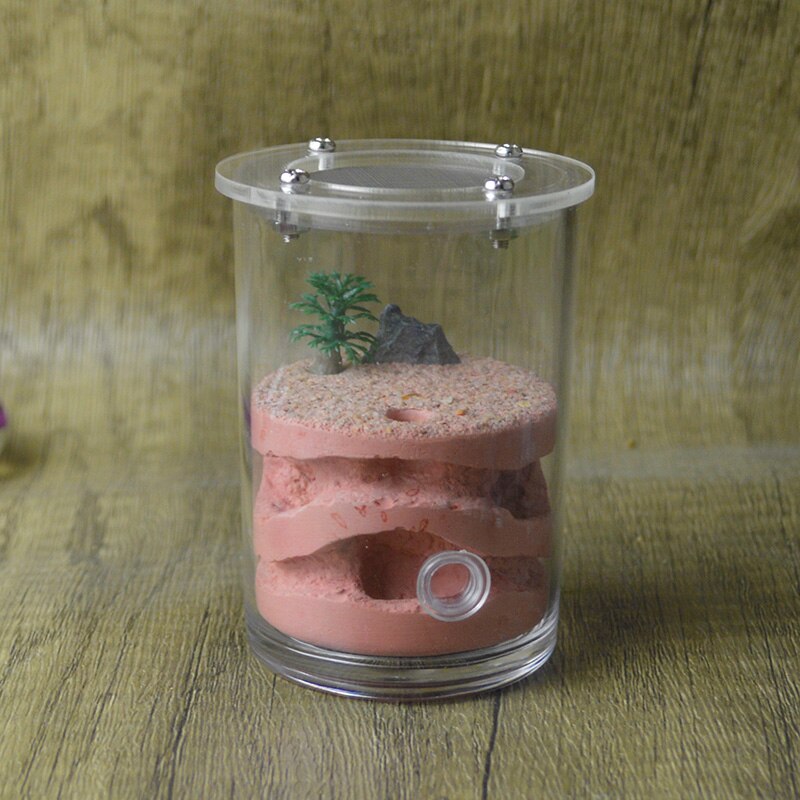 Søt maur kopp reir akryl dekke gips kopp maur rede... – Grandado