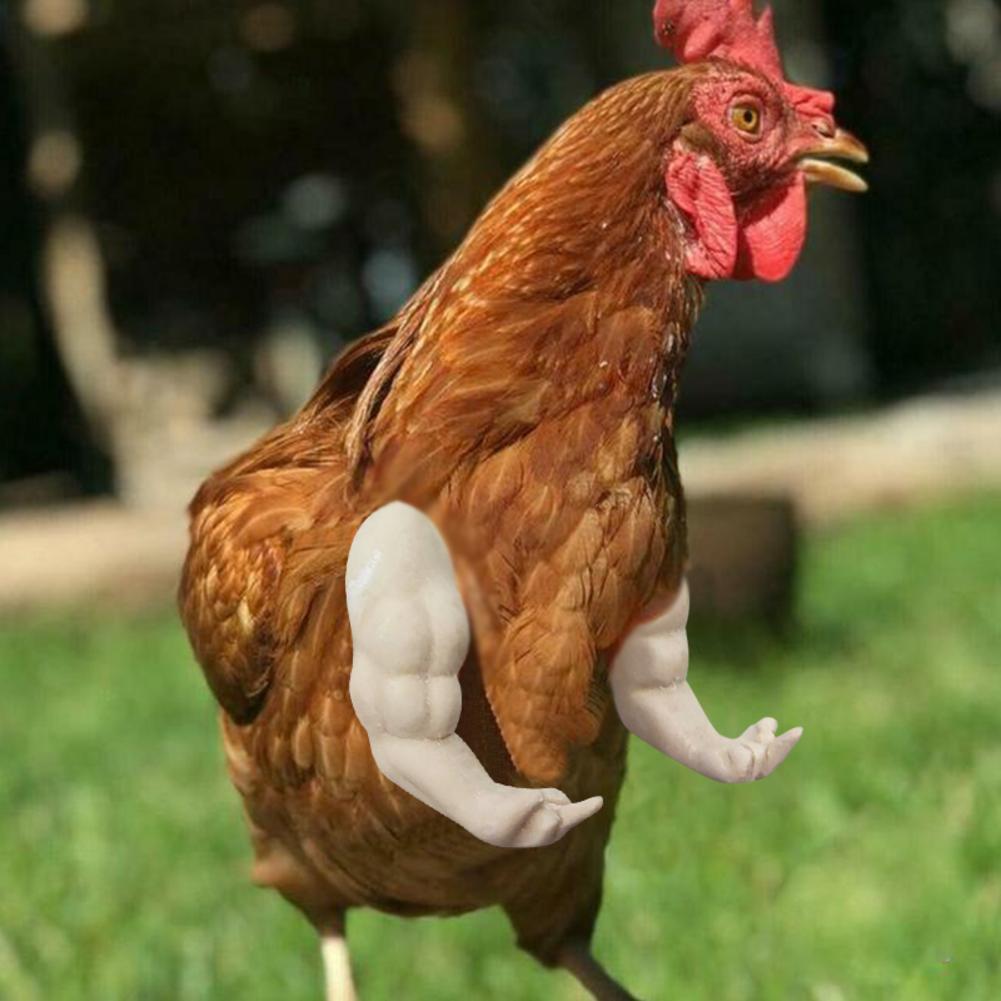 Chicken Forelimb Decoration Chicken Arm Toy Chicke... – Grandado