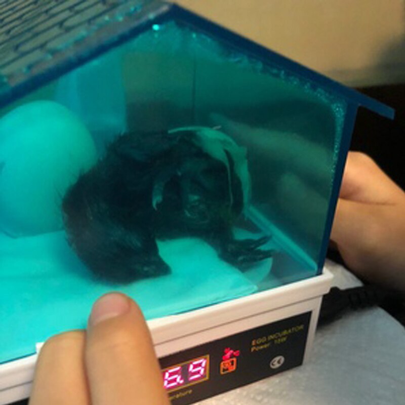 Automatic Breeding Machine 4 Egg Brooding Machine ... – Grandado