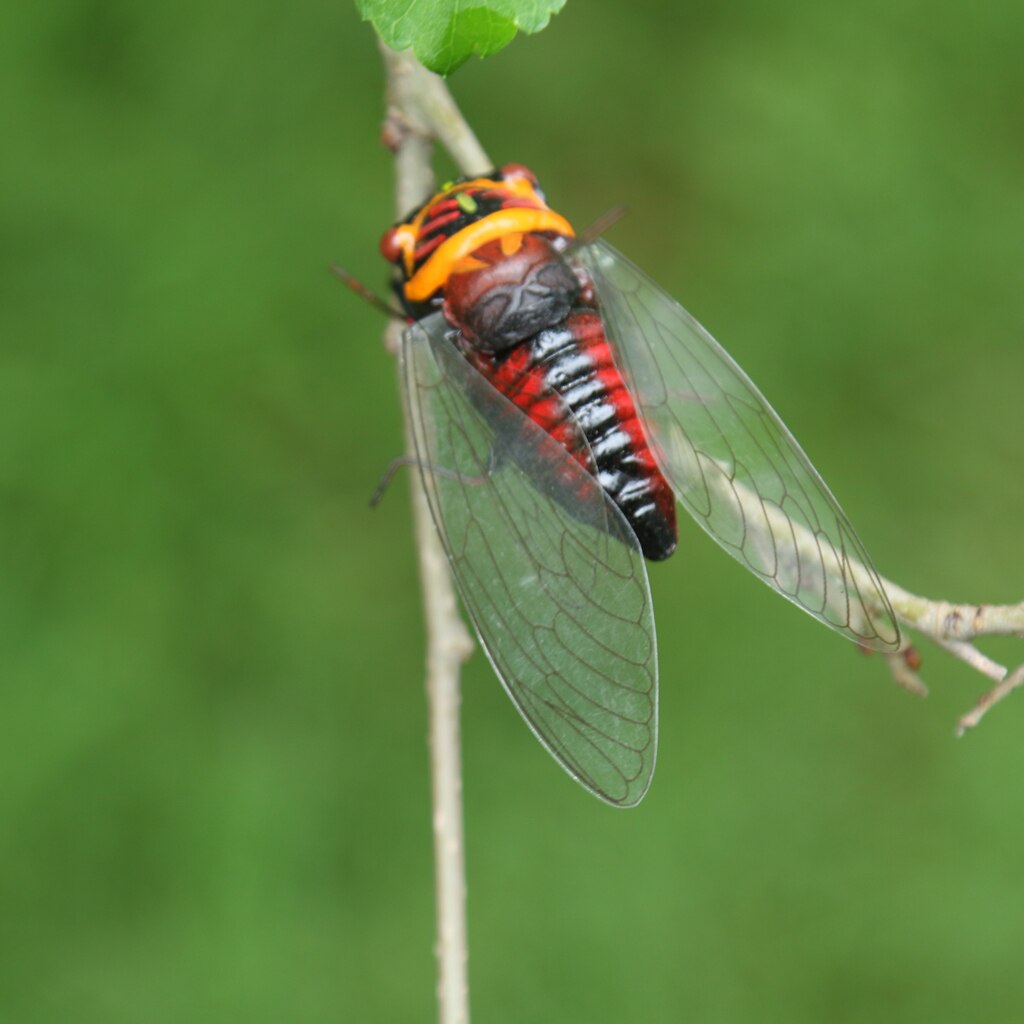 Mini Insecten Wild Dier Bug Beeldjes Insecten Spee... – Vicedeal