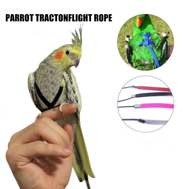 Pet Supplies Bird Trainer Tools Adjustable Bird Ha... – Grandado