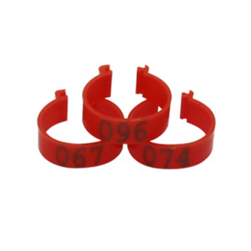 Pluimvee Been Kuiken Eend Gans Animal Identificati... – Vicedeal