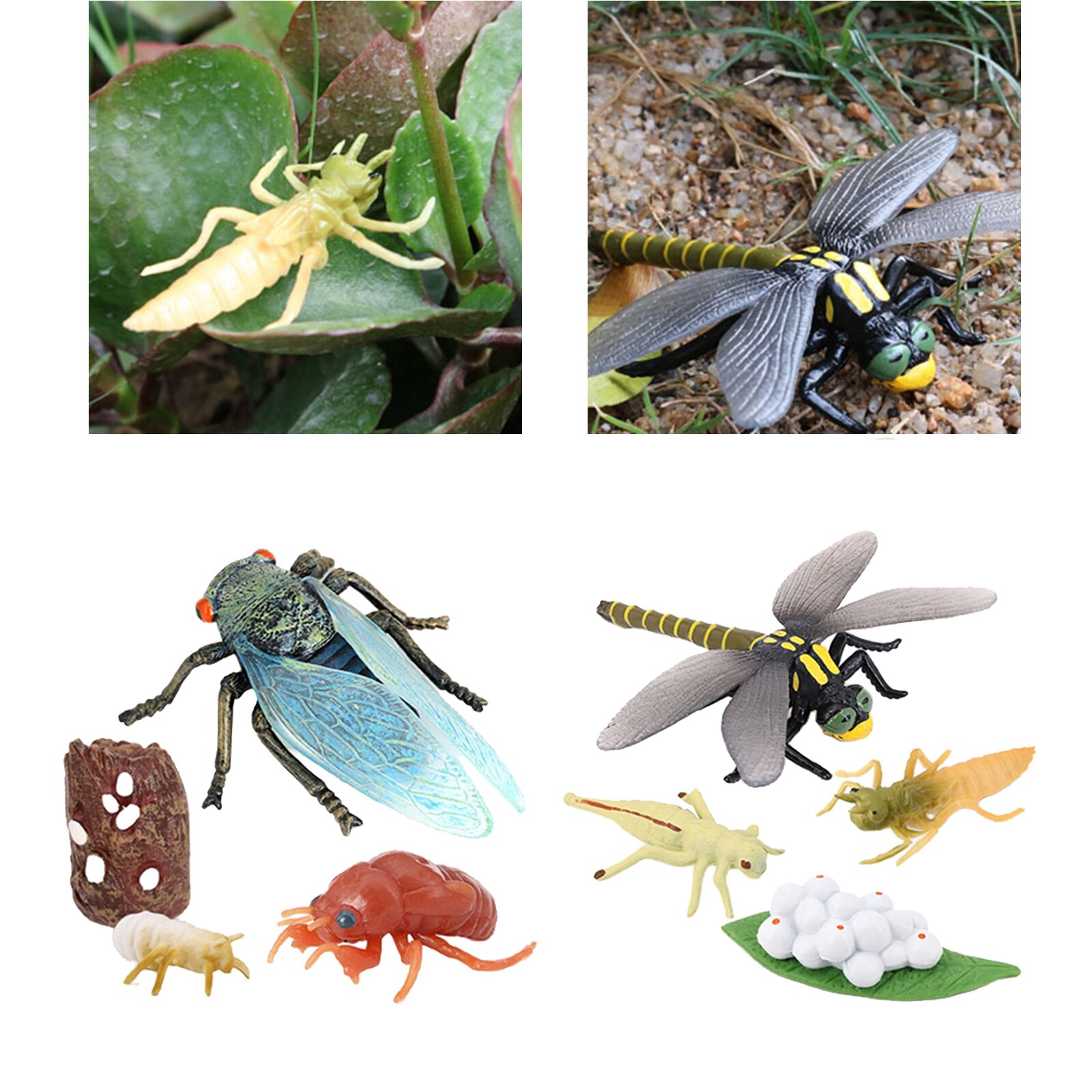 2 Set Nature Insect Cicada and Dragonfly Life Cycl... – Vicedeal