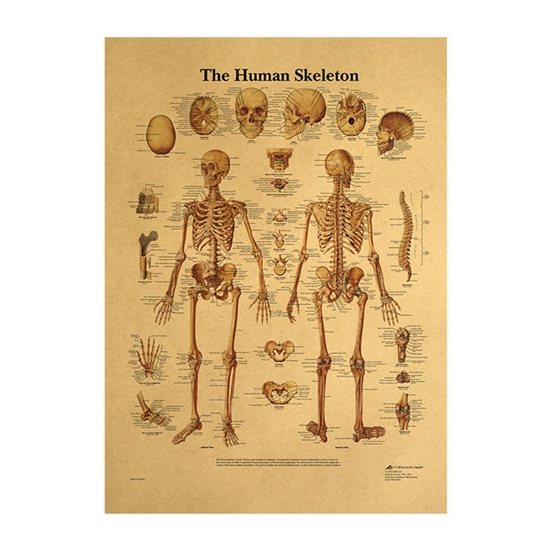 The Body Structure Skeleton Nervous System Vintage... – Grandado