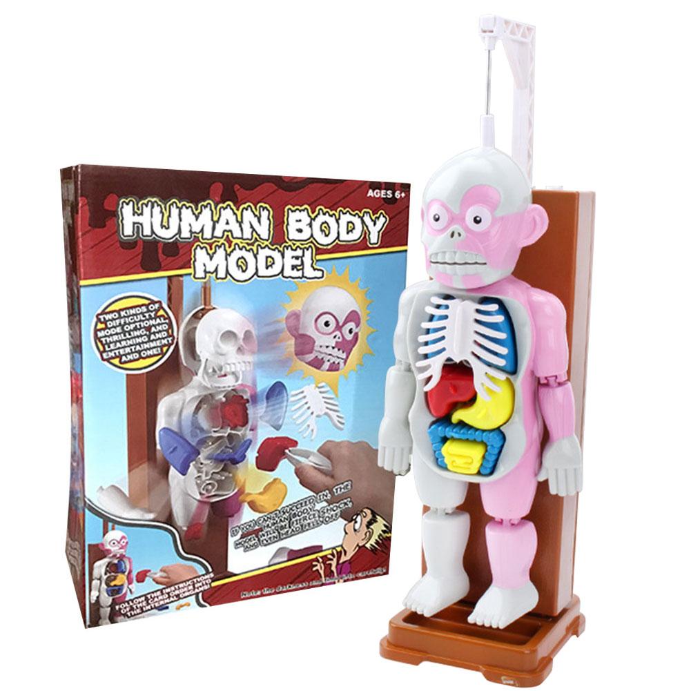 4D Assembled Model Human Body Model Educational To... – Vicedeal