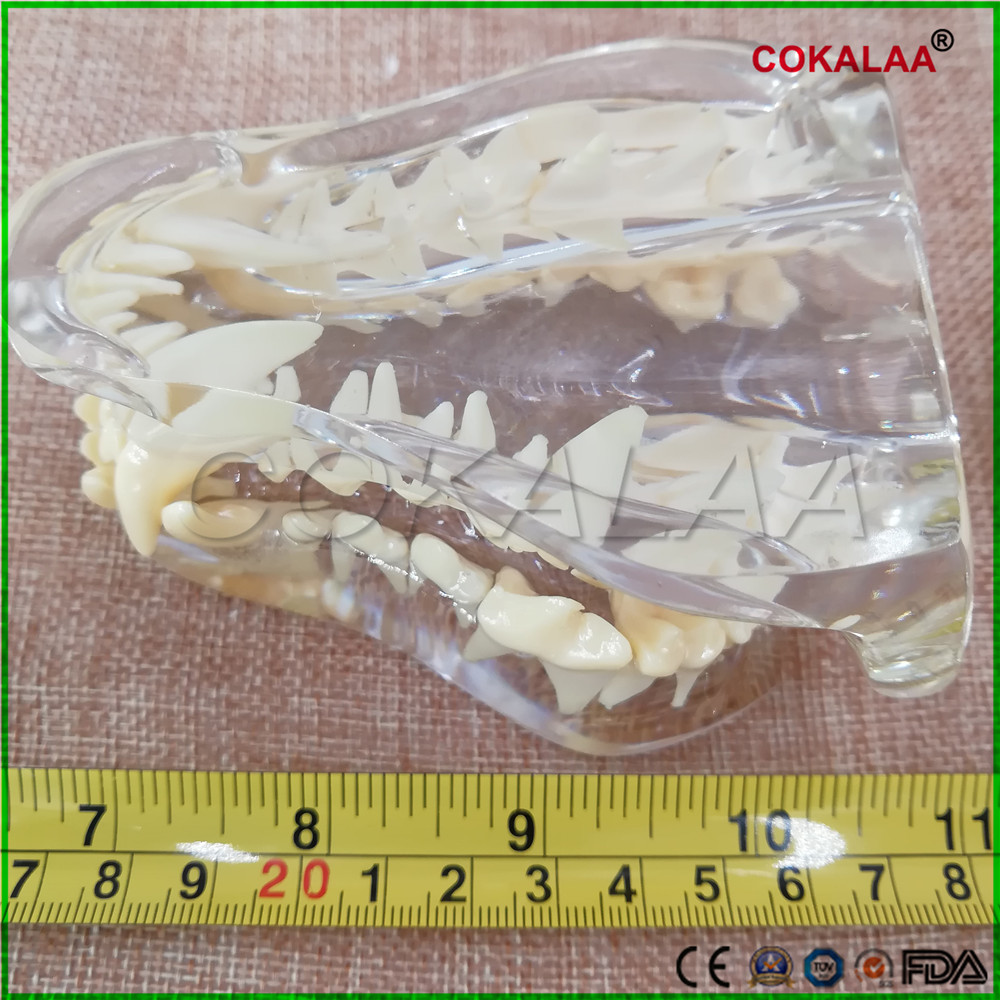 1 pcs Teaching Dental Teeth Model dog Model Catamo... – Grandado